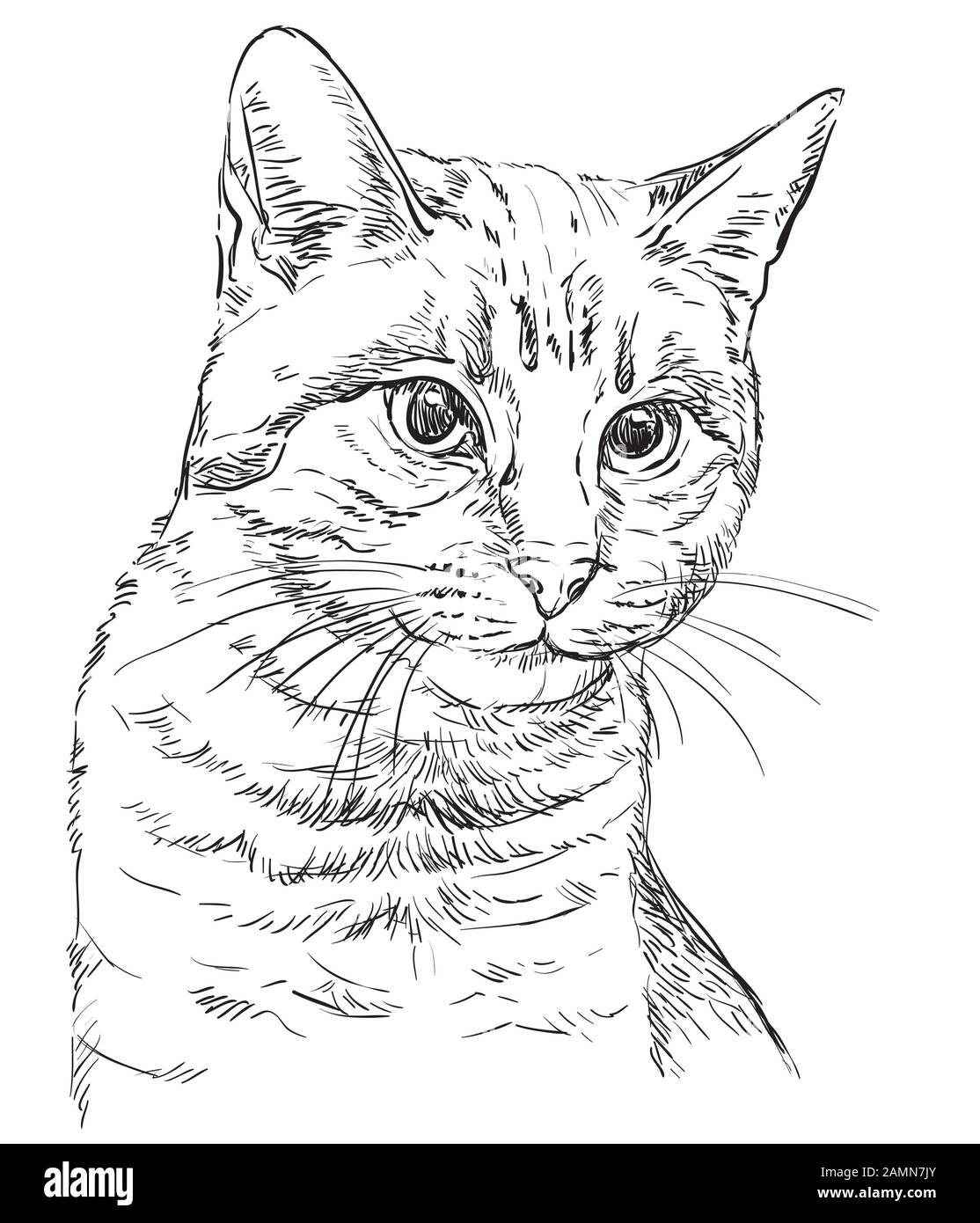 Realistic Cat Lineart