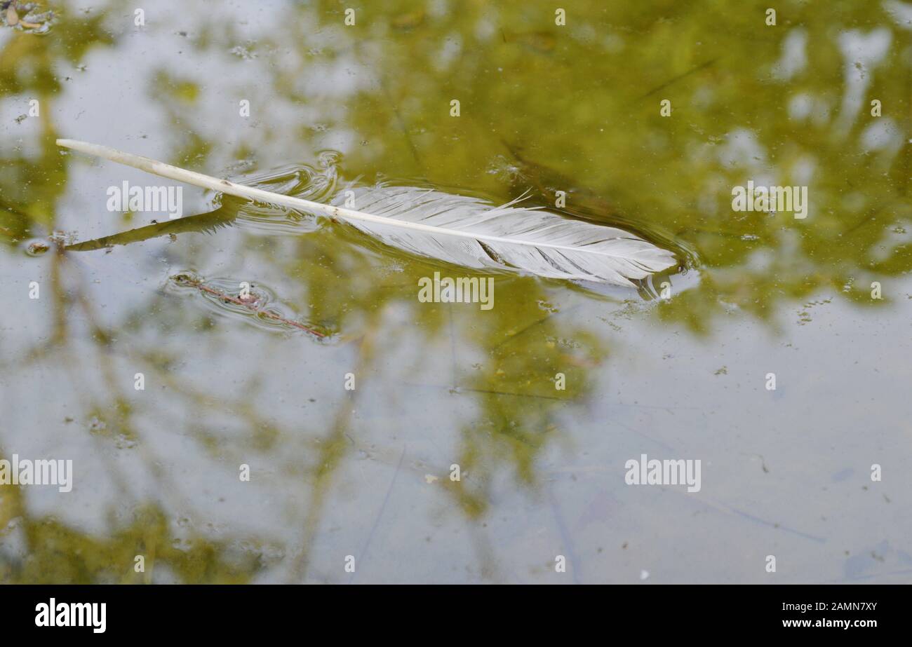 white bird feather fall and floating on water surface in canal Stock ...