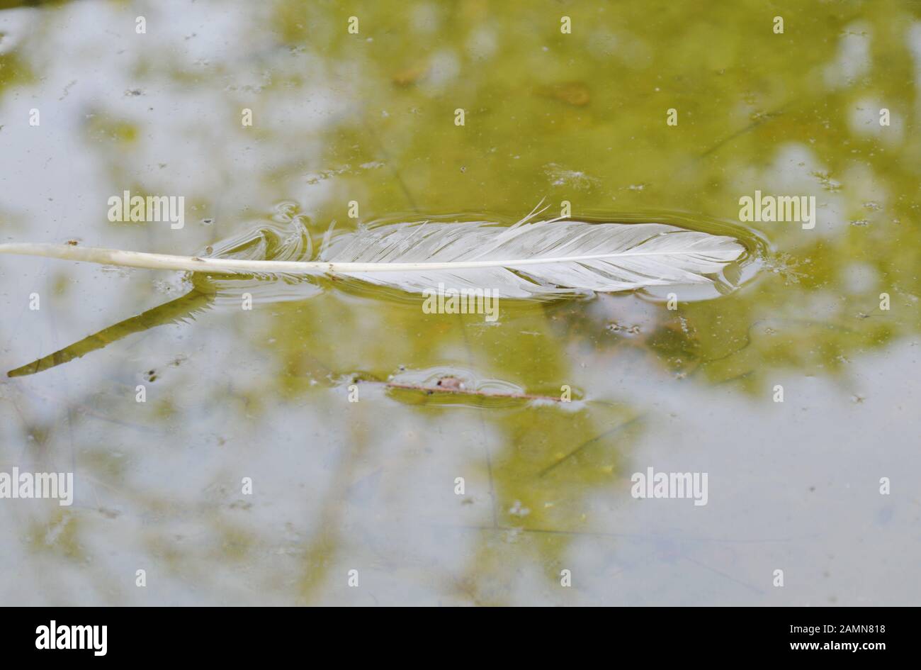 white bird feather fall and floating on water surface in canal Stock ...