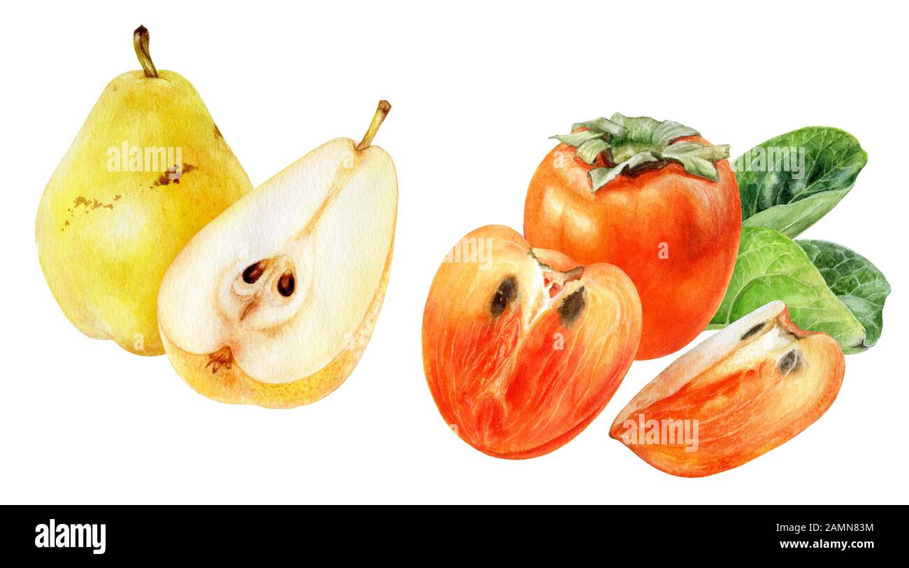 Persimmon fruit hand drawn Cut Out Stock Images & Pictures - Alamy
