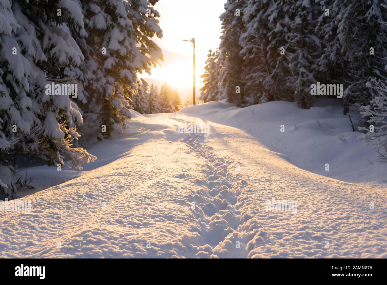 Low perspective on foot prints in snow. Pathway between fir trees with ...
