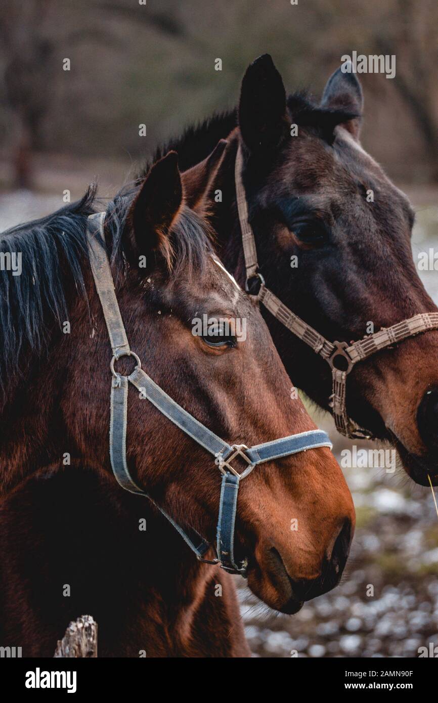 Two Horse Heads High Resolution Stock Photography and Images - Alamy