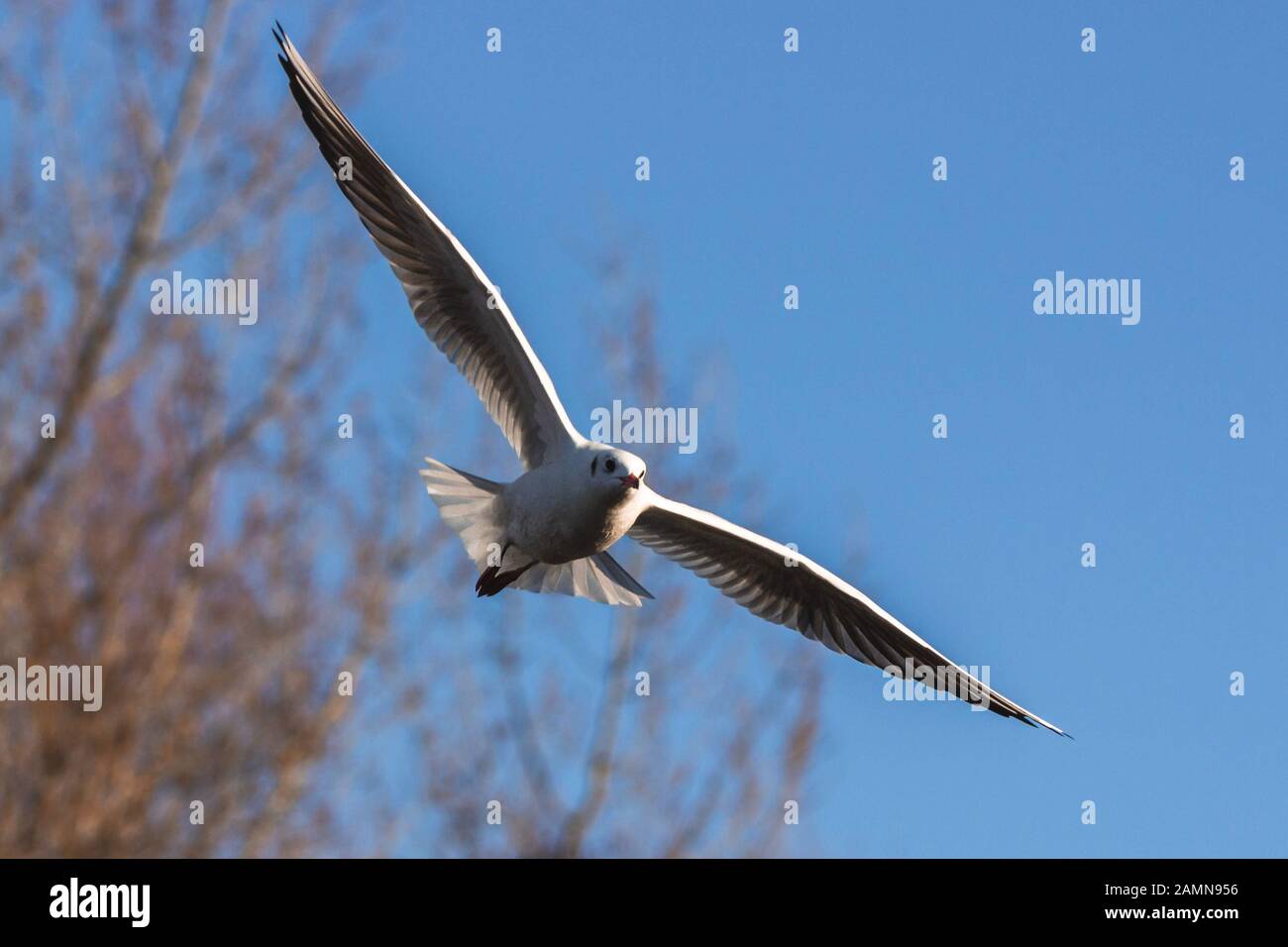 Flying bird shadow hi-res stock photography and images - Alamy