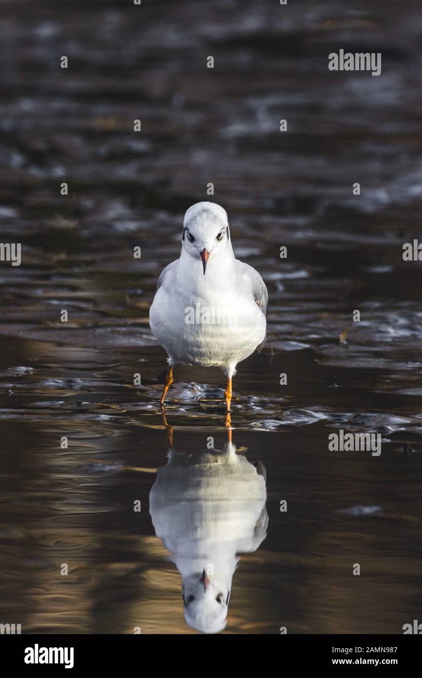 Bird facing camera hi-res stock photography and images - Alamy