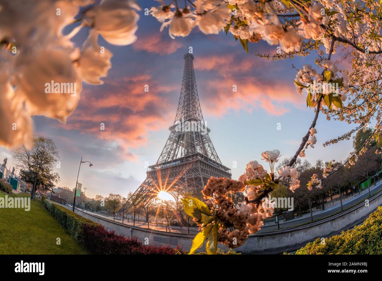 Beautiful magnolia tree blossom in spring time Stock Photo - Alamy