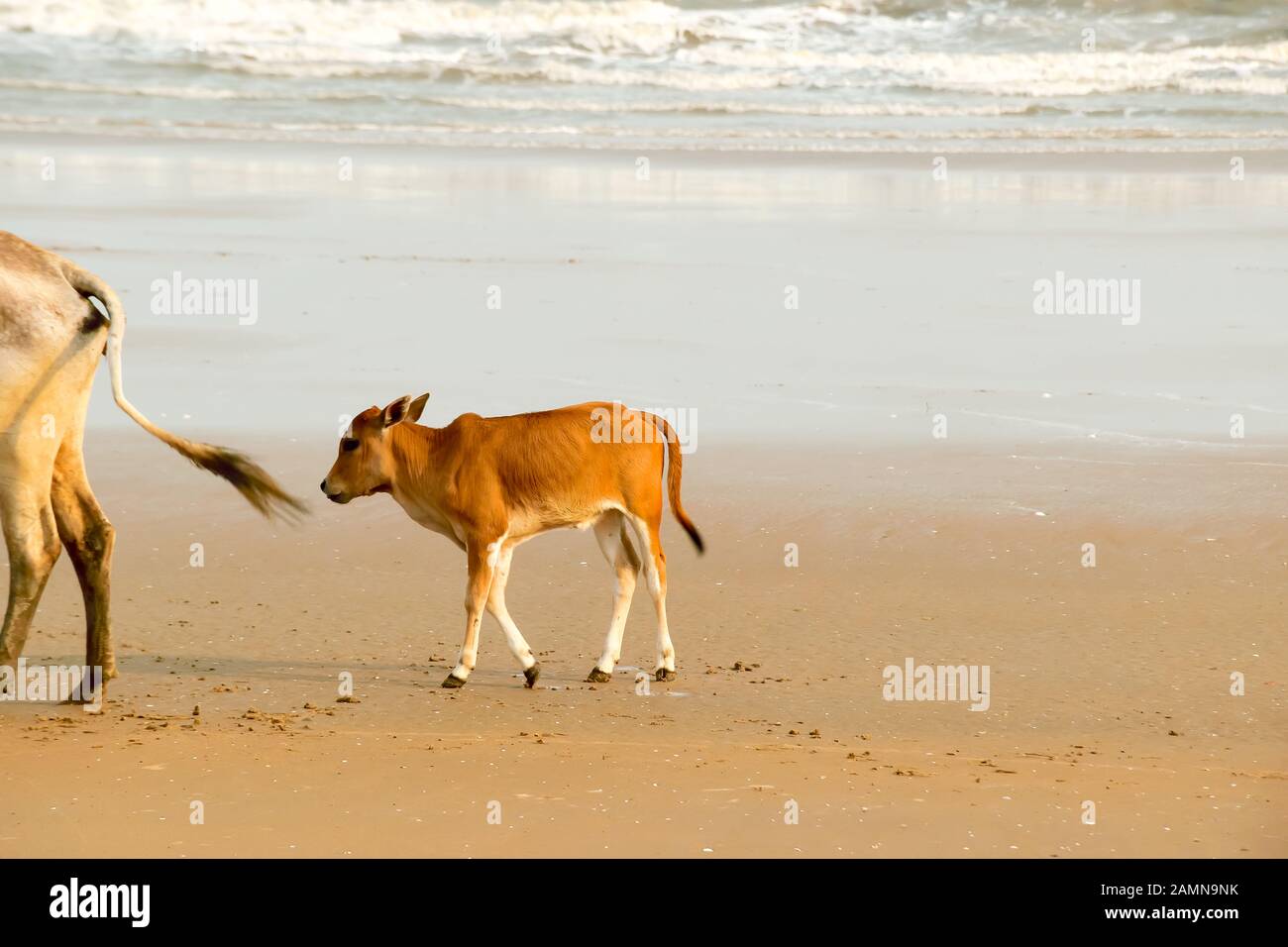A Baby cow calf walking on the beach .One domestic animal in nature ...