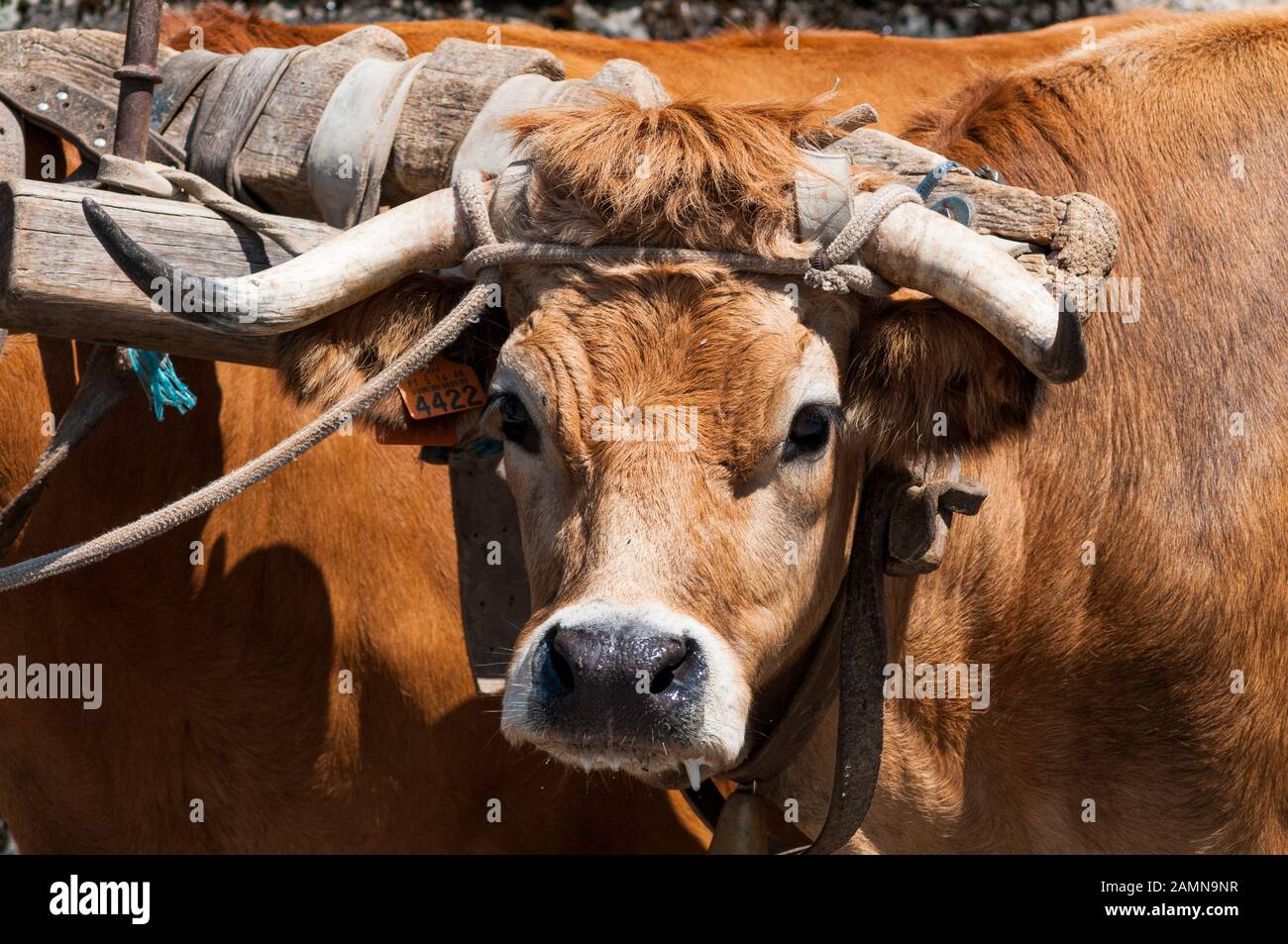 Typical breed of cow from the center-western region of Portugal Stock ...