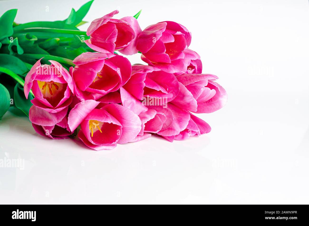 Pink tulip flowers border isolated on white background Stock Photo - Alamy