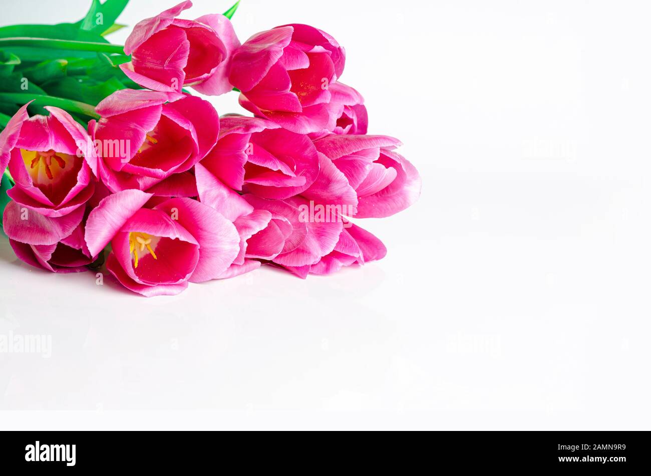 Pink tulip flowers border isolated on white background Stock Photo - Alamy