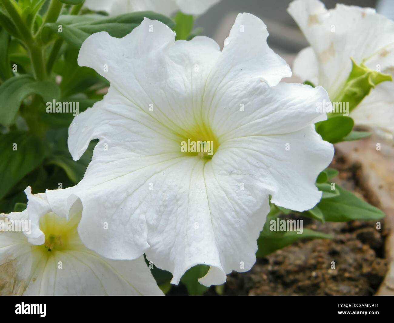 Datura flower(devil's trumpets - Vespertine flowering plants). Close up ...
