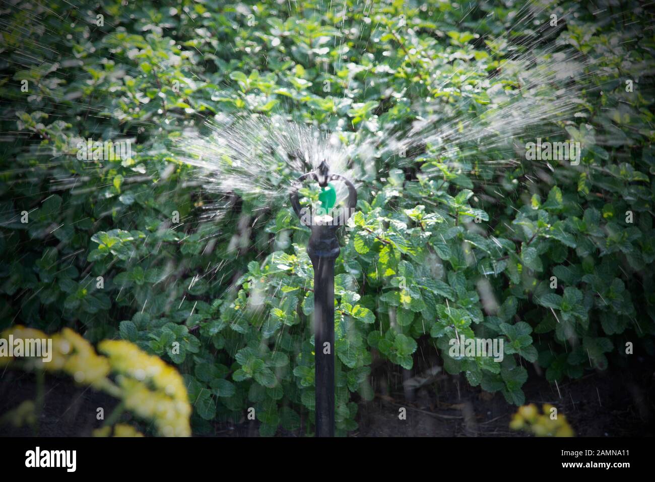 Closeup of water springer system spraying in plantation Stock Photo - Alamy