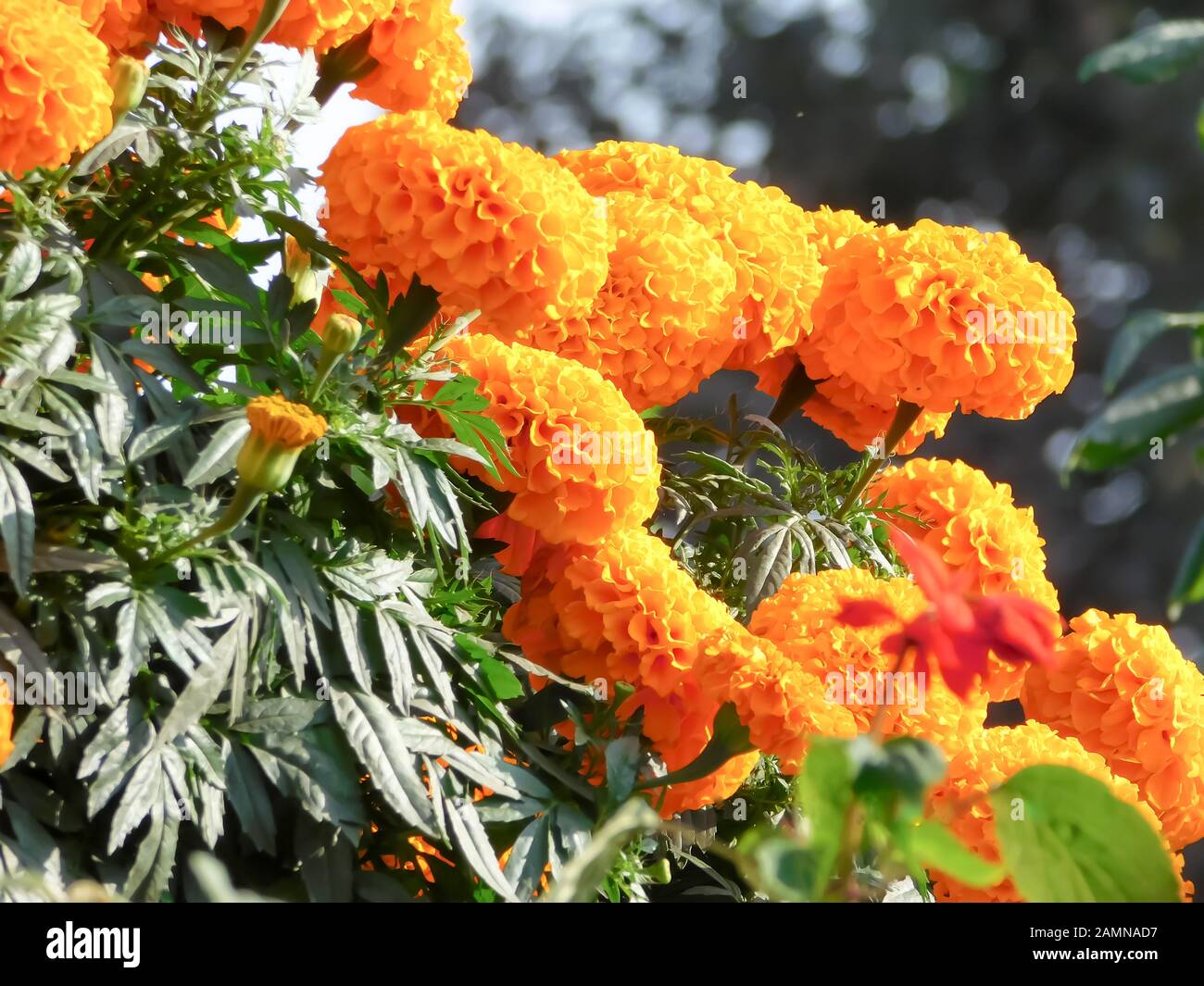 A bunch of Marigold flower (Tagetes perennial herbaceous plants in ...