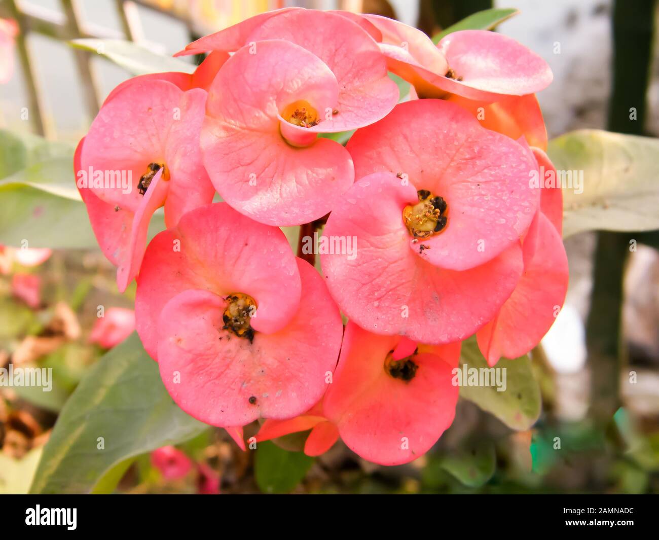 Multi layered flowers hi-res stock photography and images - Alamy