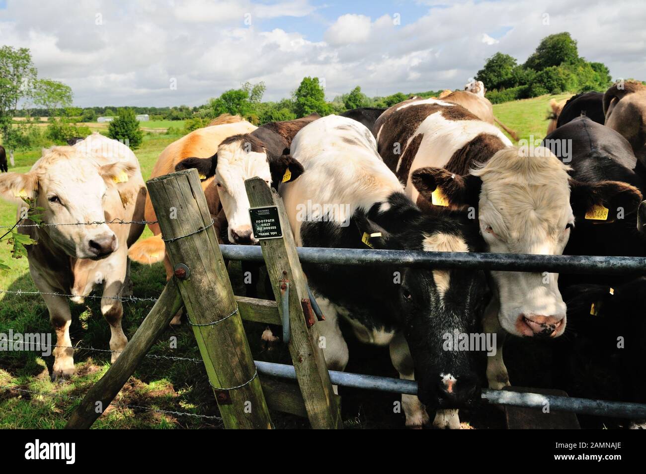 Cattle passage hi-res stock photography and images - Alamy