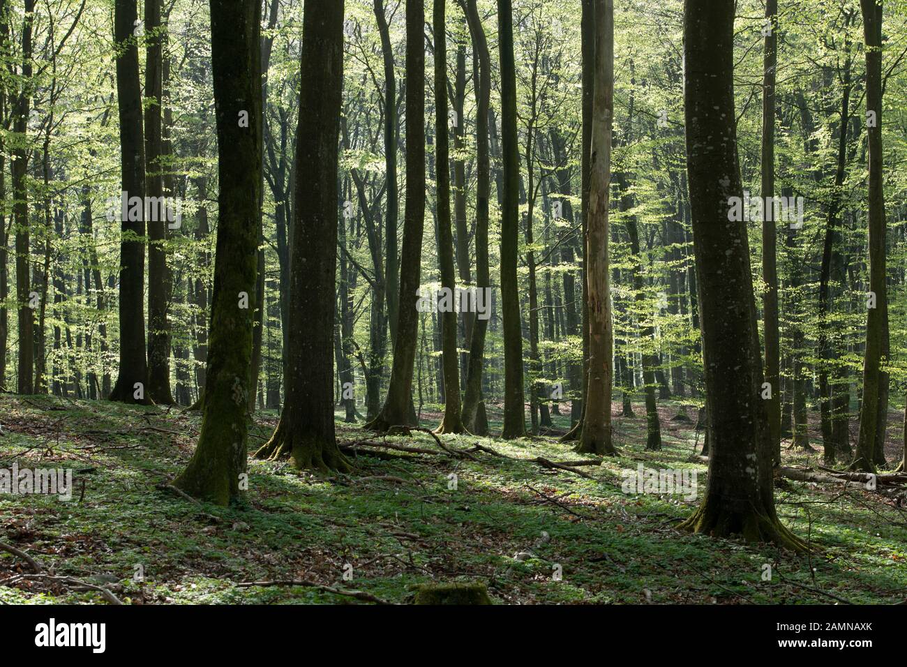 Beech forest in spring Stock Photo - Alamy