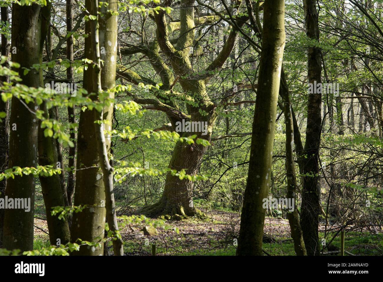 Scaia hi-res stock photography and images - Alamy