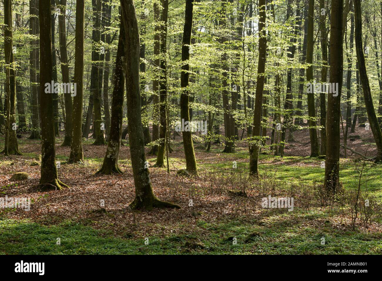 Beech forest in spring Stock Photo - Alamy