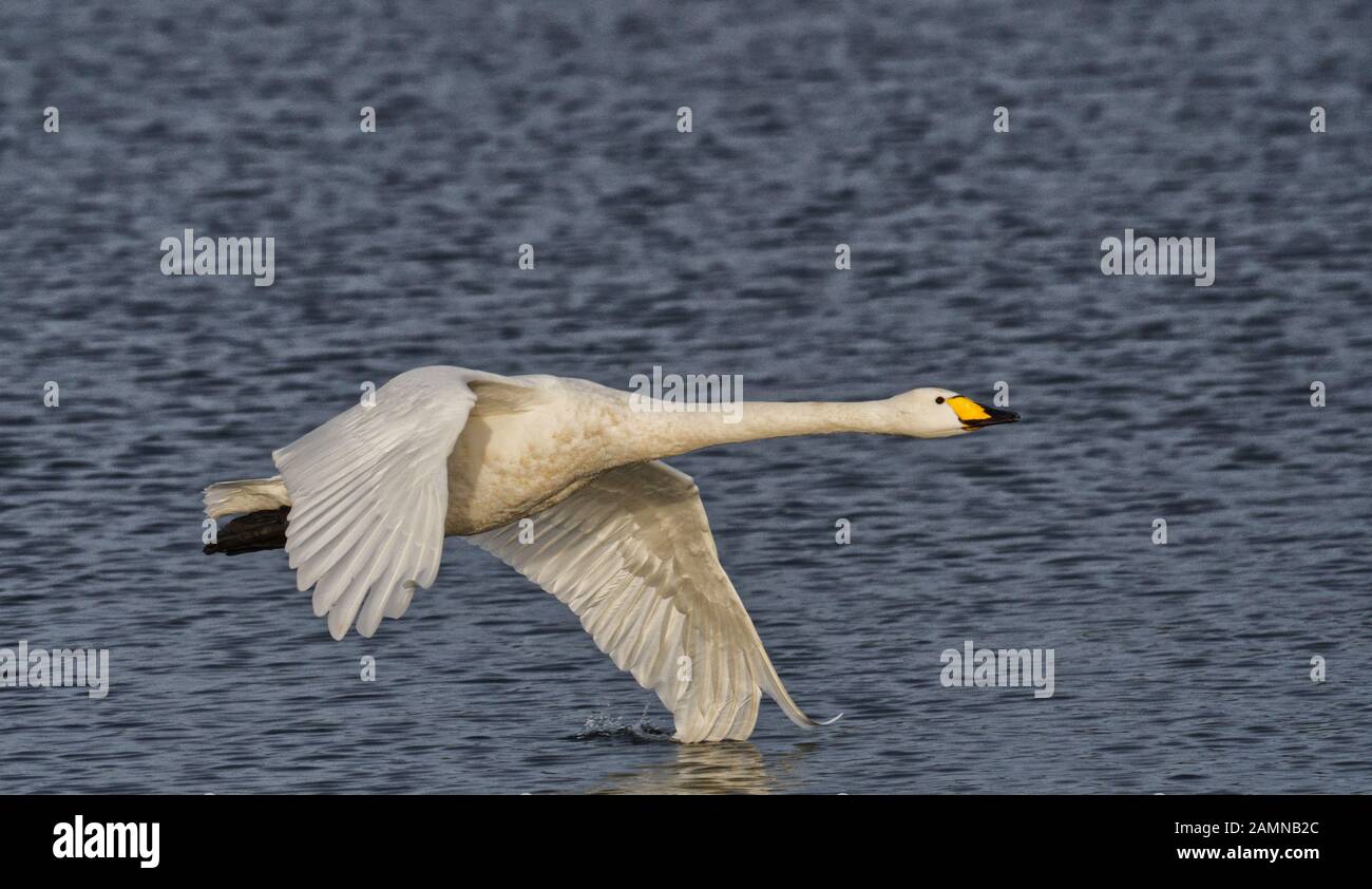 Whooper Swan in-flight Stock Photo - Alamy