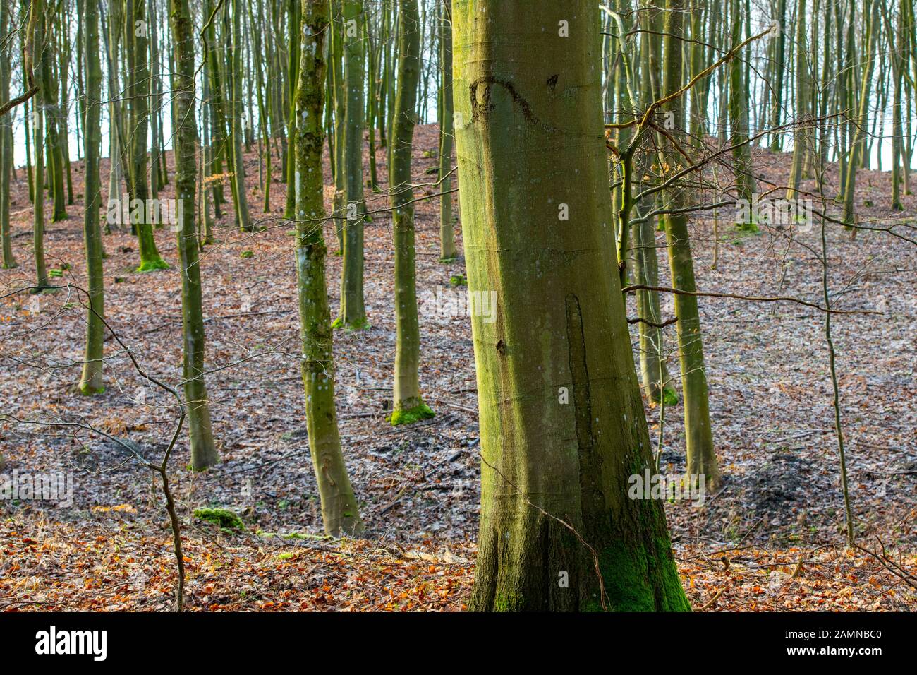 Beech forest in spring Stock Photo - Alamy