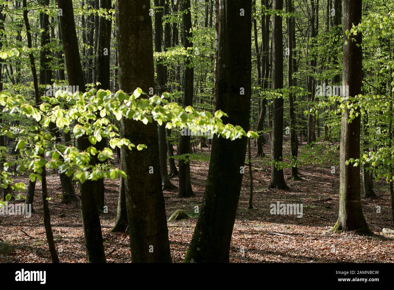 Beech forest in spring Stock Photo - Alamy