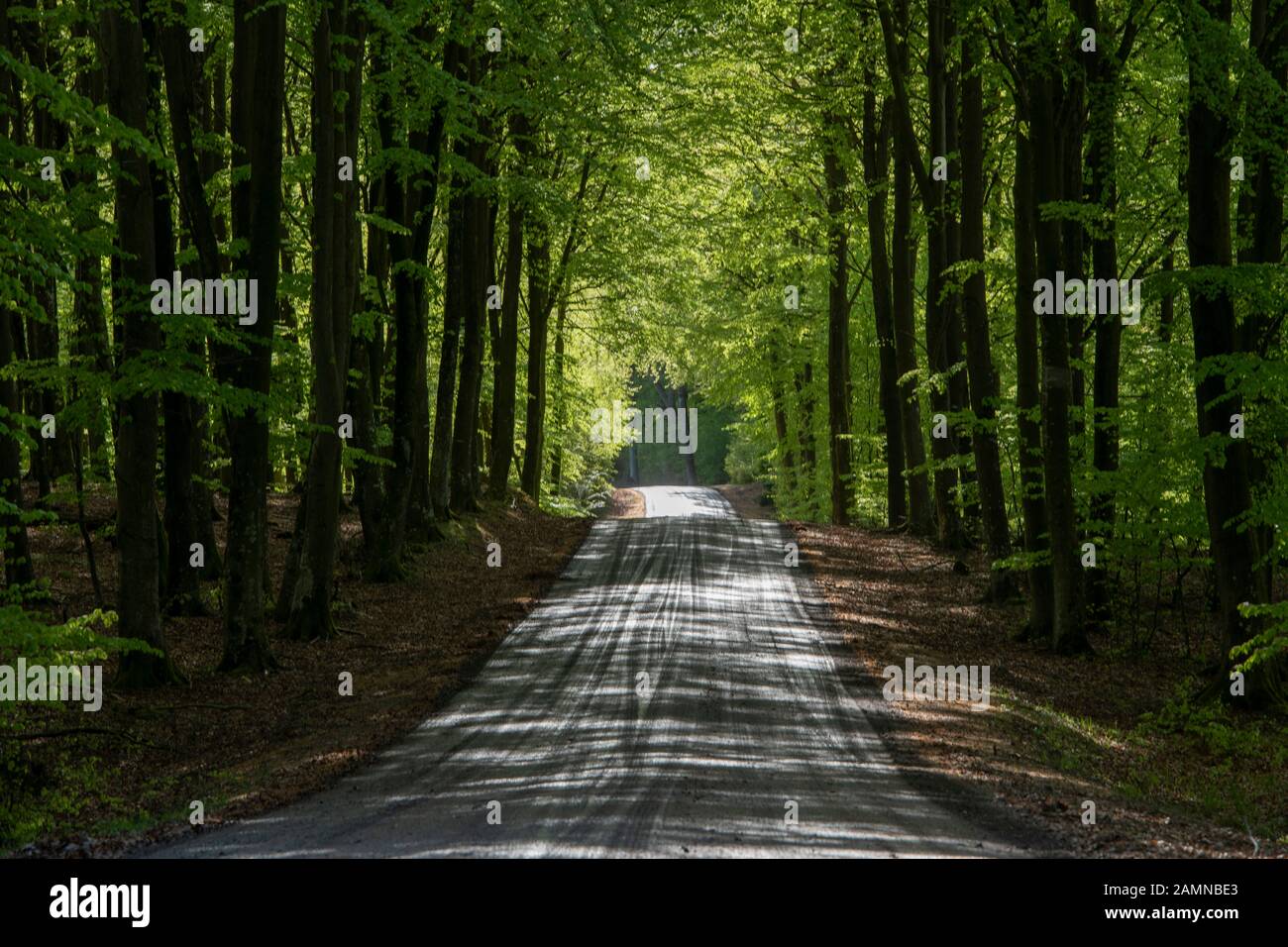 Beech forest in spring Stock Photo - Alamy