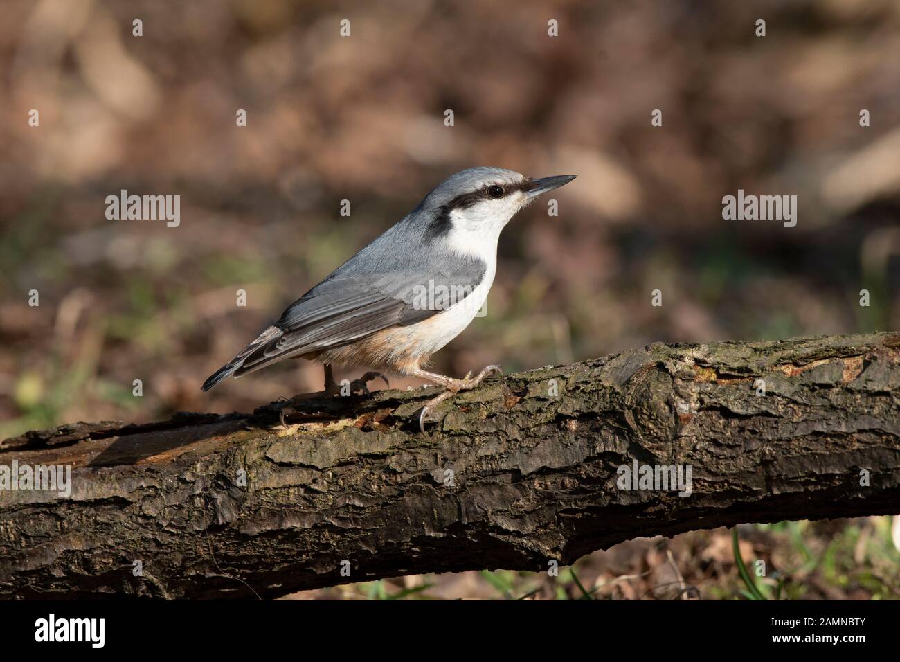 Scansorial bird hi-res stock photography and images - Alamy