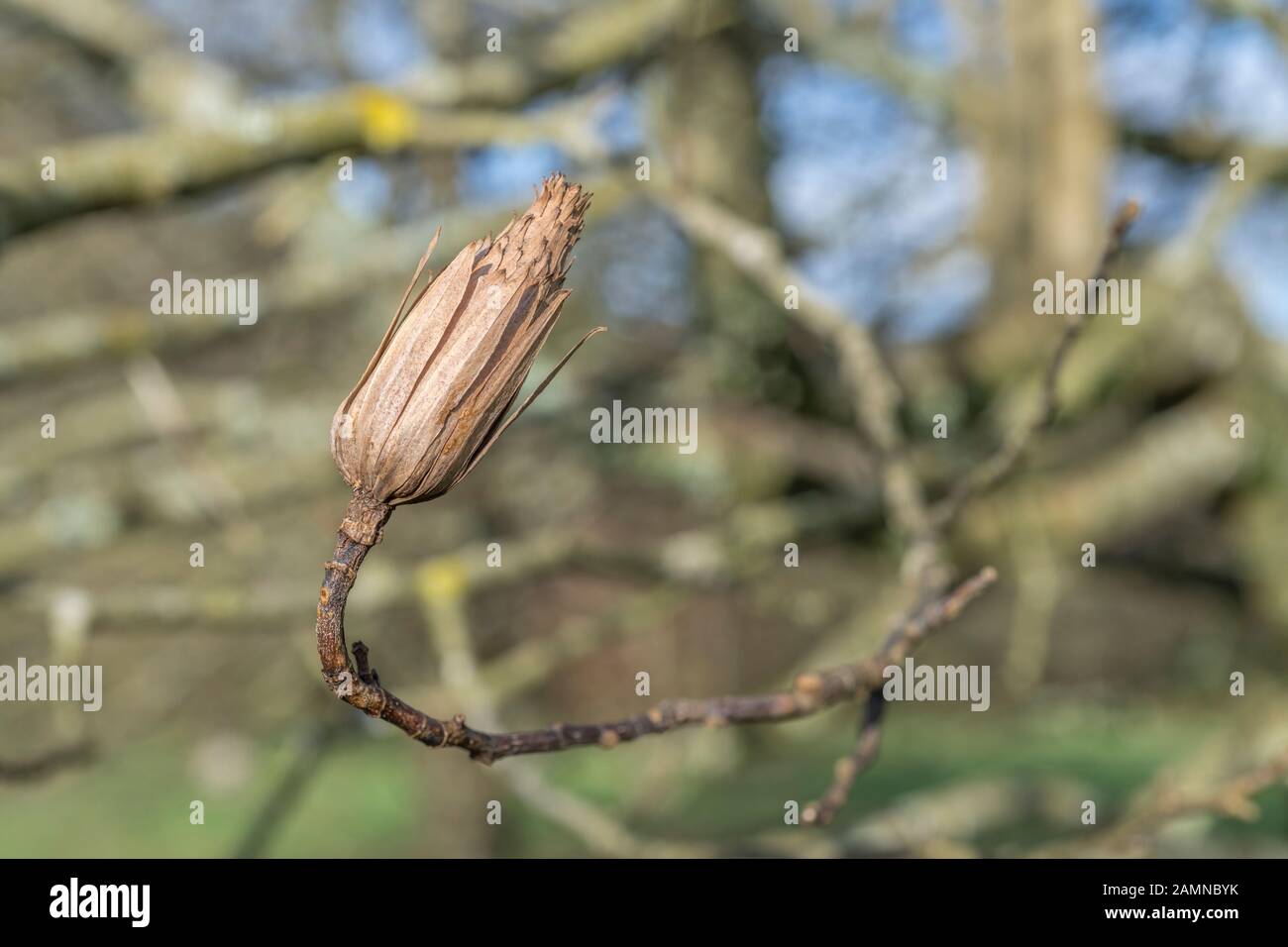 Seed head of Tulip Tree / Liriodendron tulipifera (also named Tulip ...