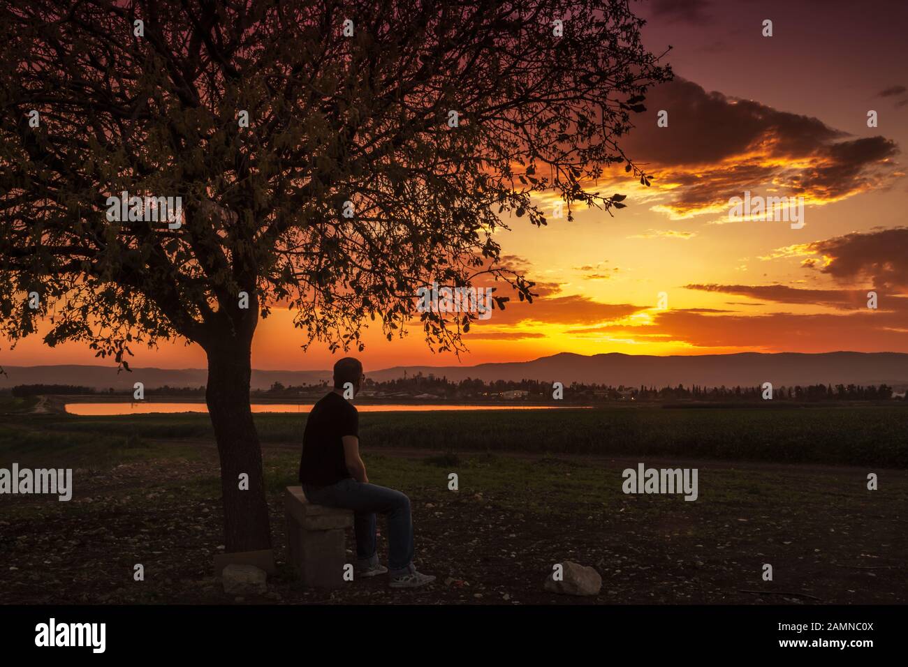 Sitting Under A Tree Sunset