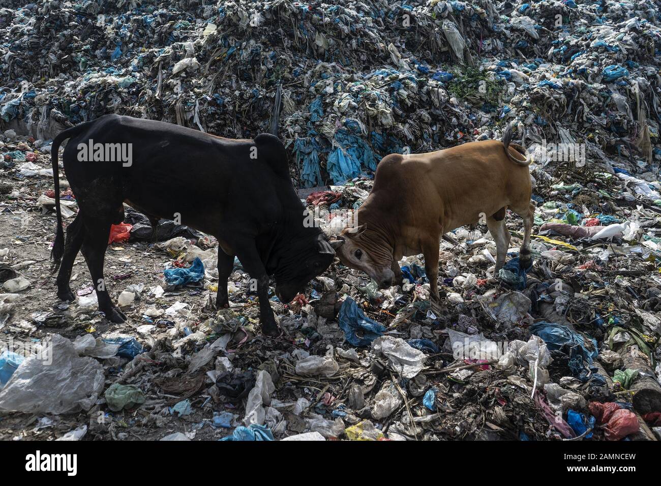 Diapers for animals hi-res stock photography and images - Alamy