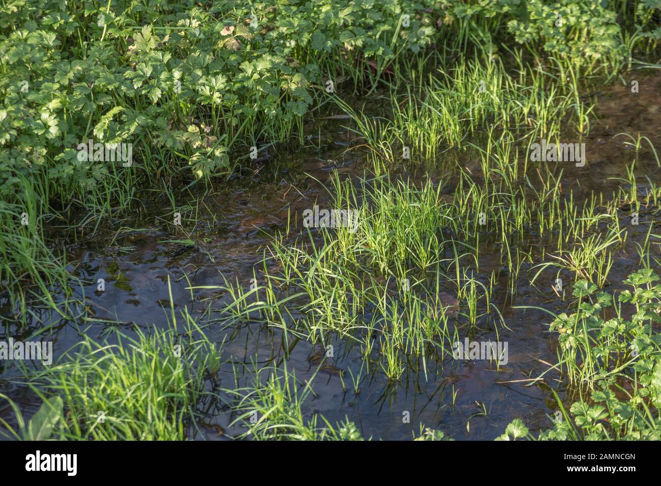 Grass leaves and buttercups submerged by winter floods. For flooding ...