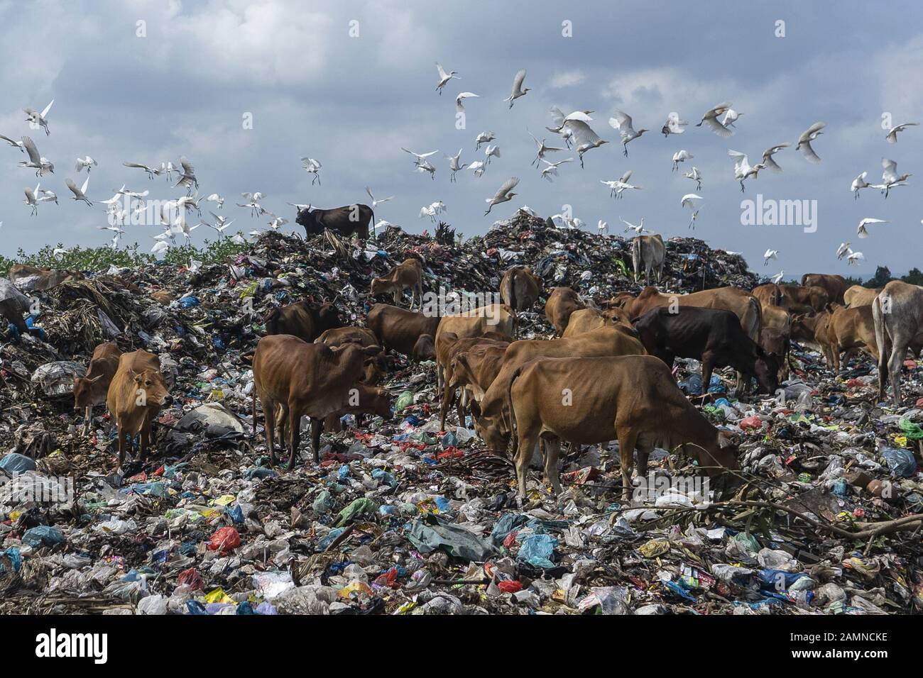 Poorly animals hi-res stock photography and images - Alamy