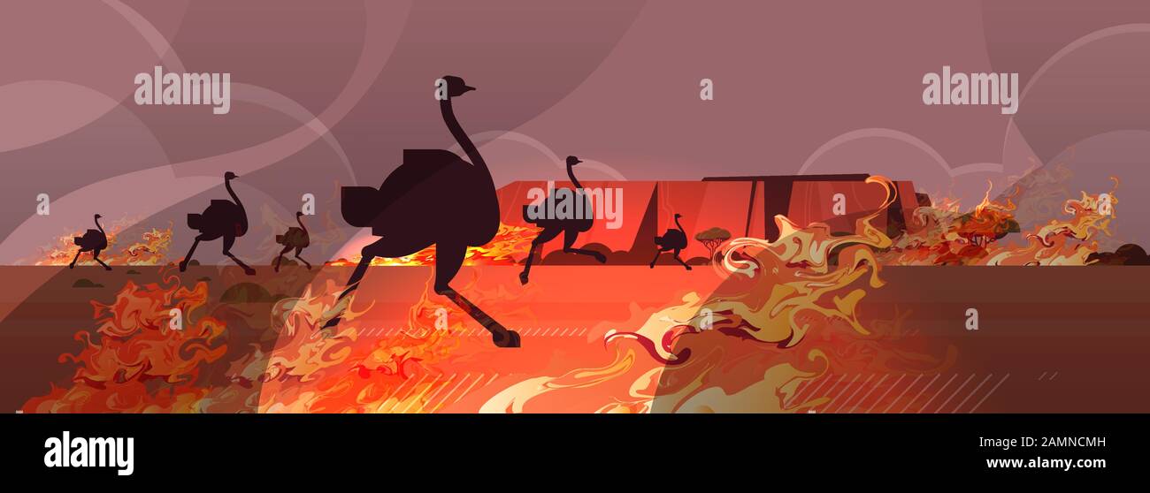 dangerous wildfire australia forest fires with silhouette of ostriches ...