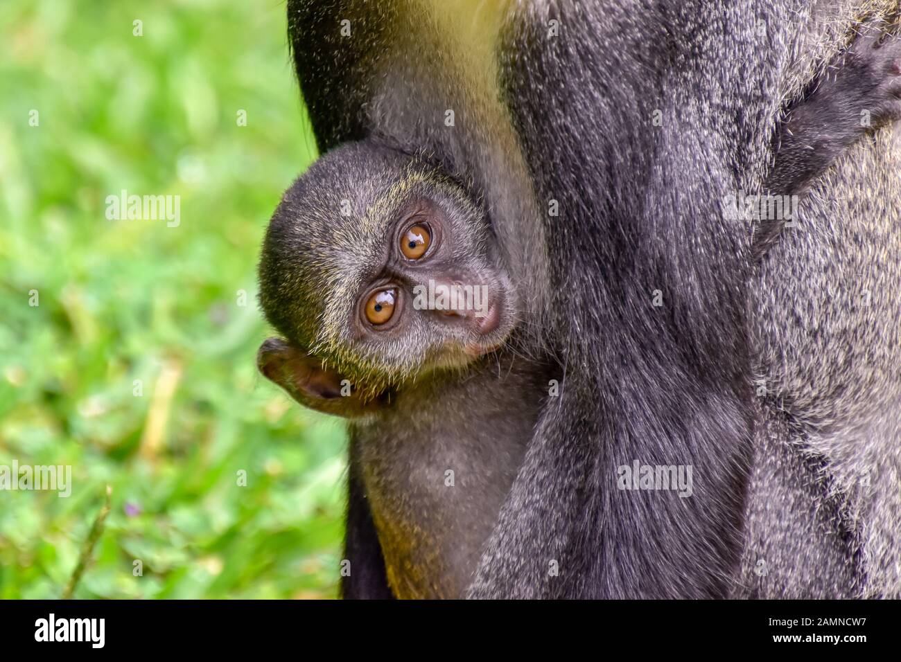 Affen in afrika hi-res stock photography and images - Alamy