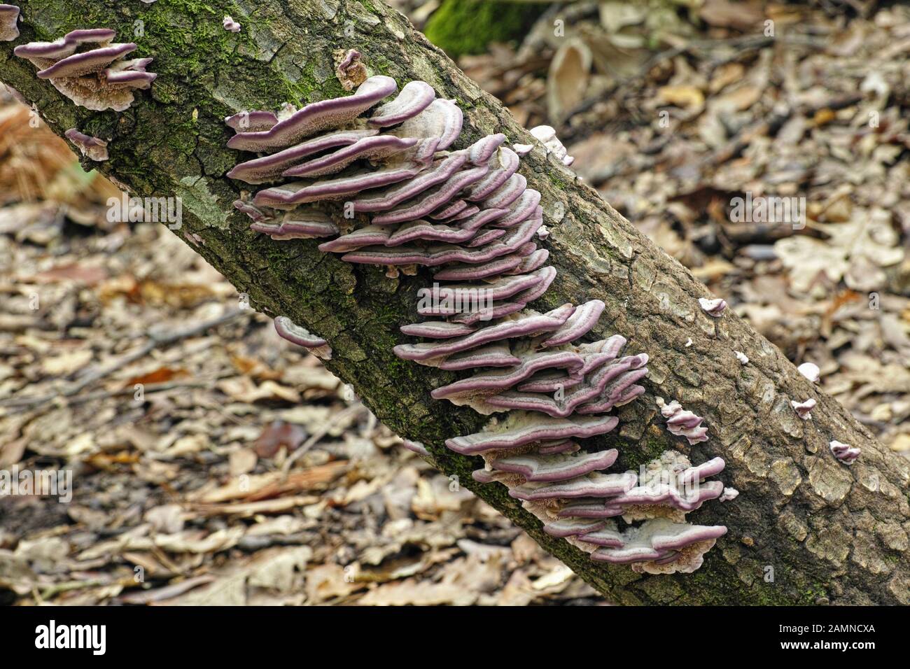 trichaptum fusco violaceum, some imbricate specimen Stock Photo - Alamy