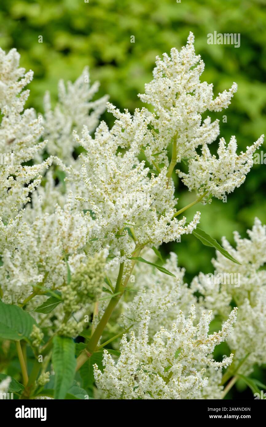 Creamy white flowers fRheum palmatum 'Tanguticum', Chinese rhubarb ...