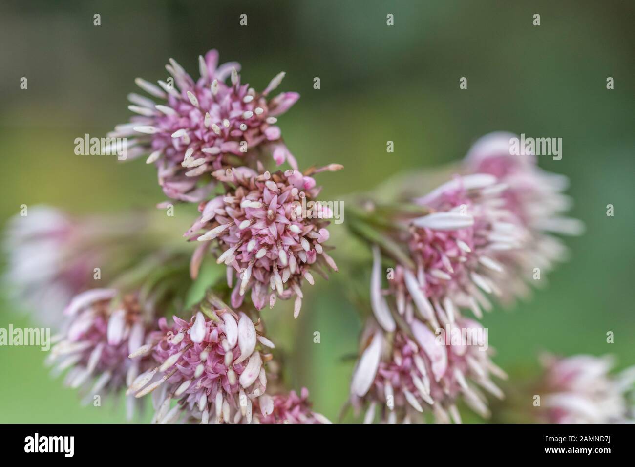 Close-up shot of flowers of Butterbur / Petasites hybridus or Winter ...