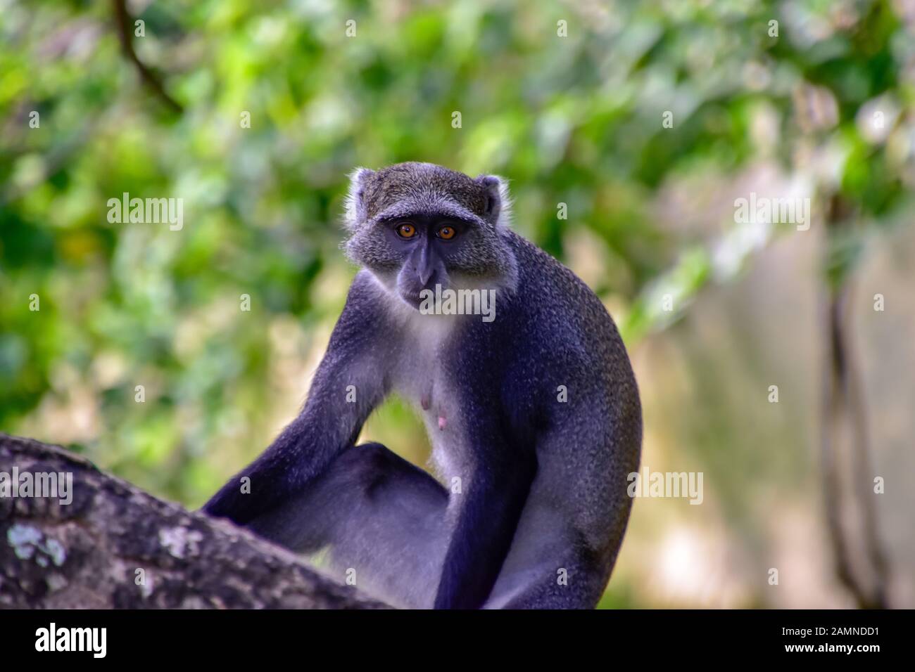 Affen in afrika hi-res stock photography and images - Alamy