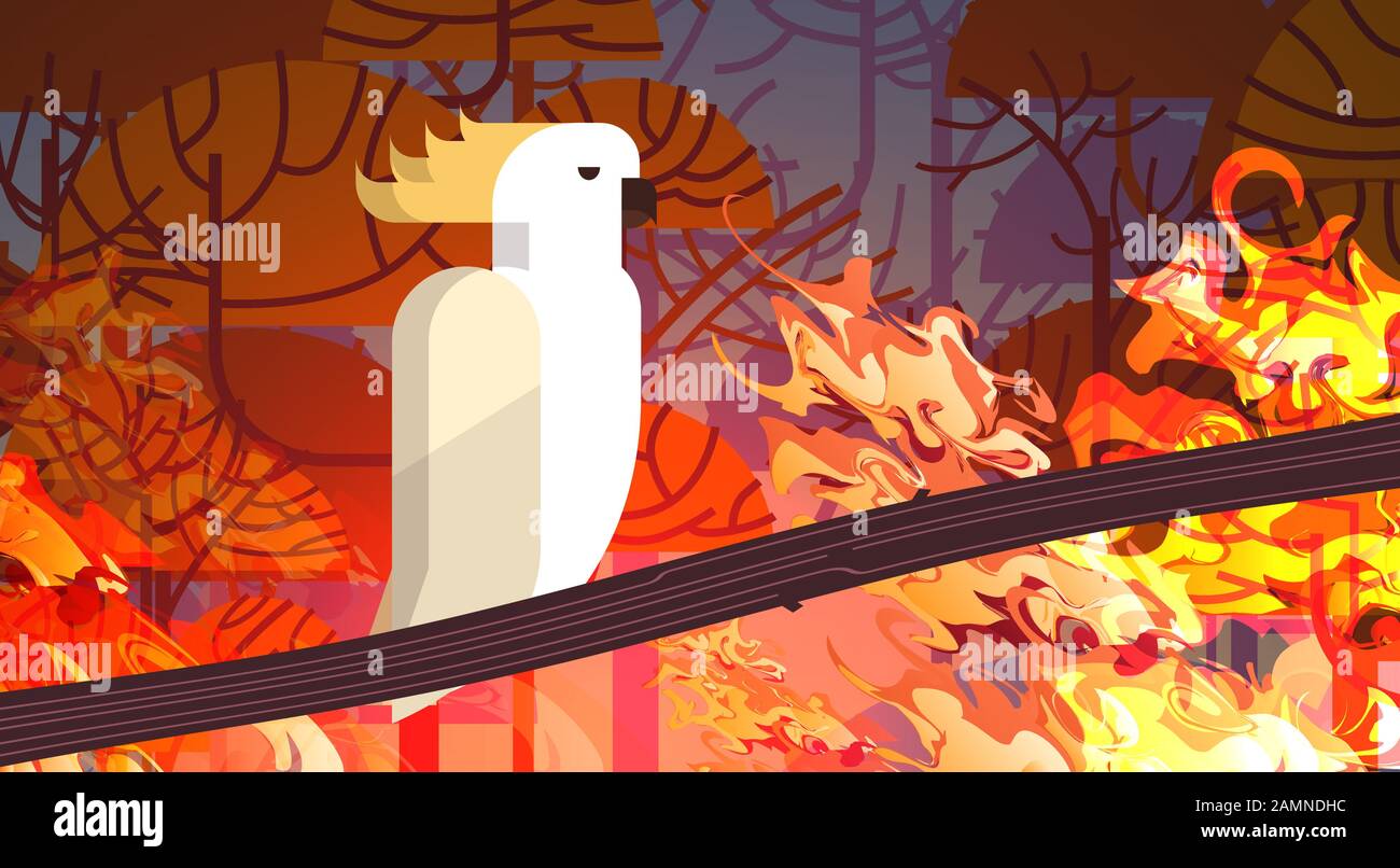 cockatoo sitting on branch forest fires in australia animal dying in ...