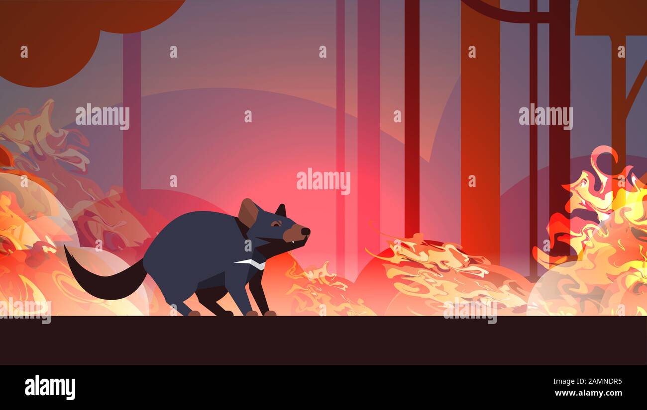 tasmanian devil escaping from forest fires in australia animal dying in ...