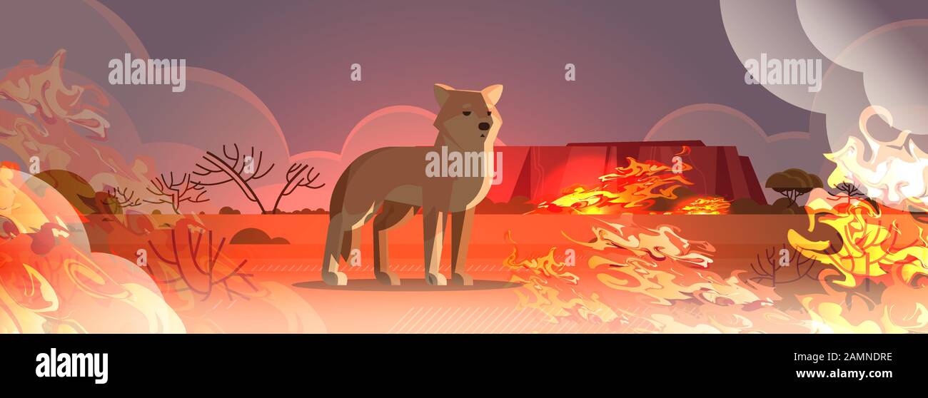 dingo escaping from fires in australia animal dying in wildfire ...