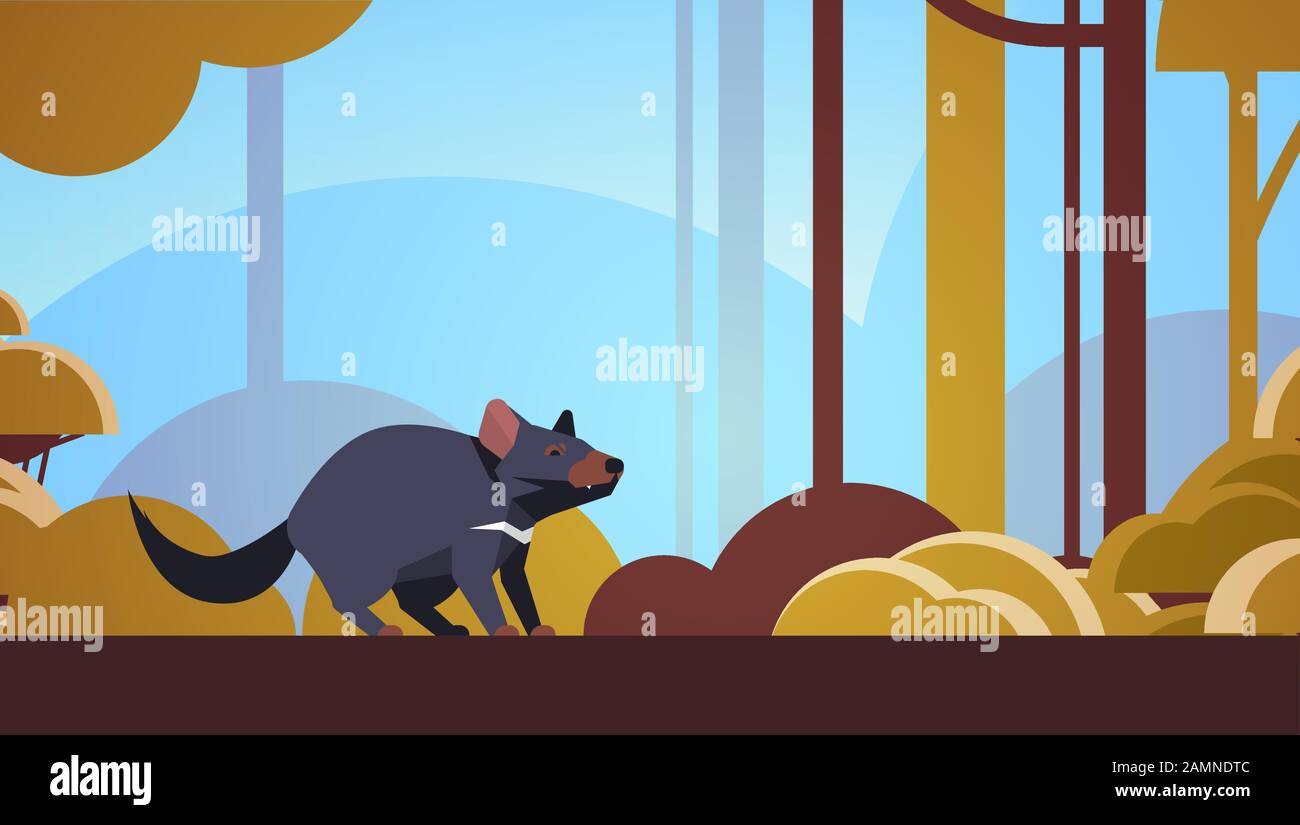 tasmanian devil walking in forest australian wild animal wildlife fauna ...