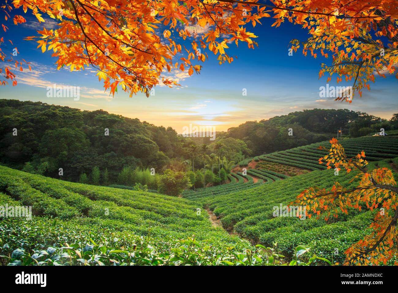 The beautiful tea garden in the fall season Stock Photo - Alamy
