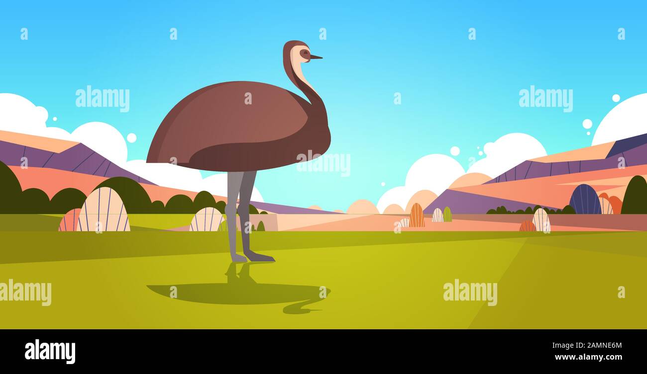 emu walking on grass in australia desert australian wild animal ...