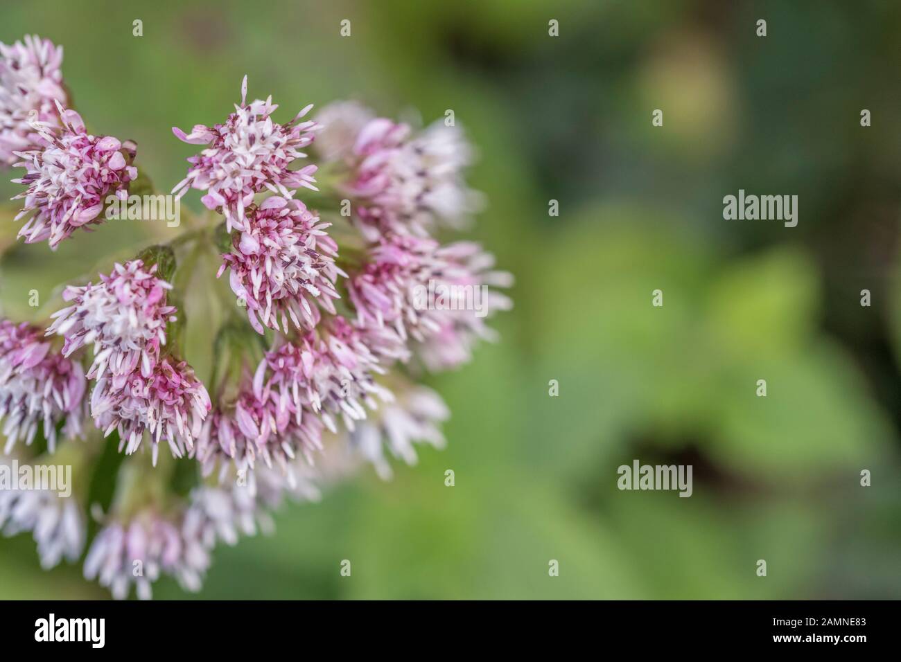 Close-up shot of flowers of Butterbur / Petasites hybridus or Winter ...