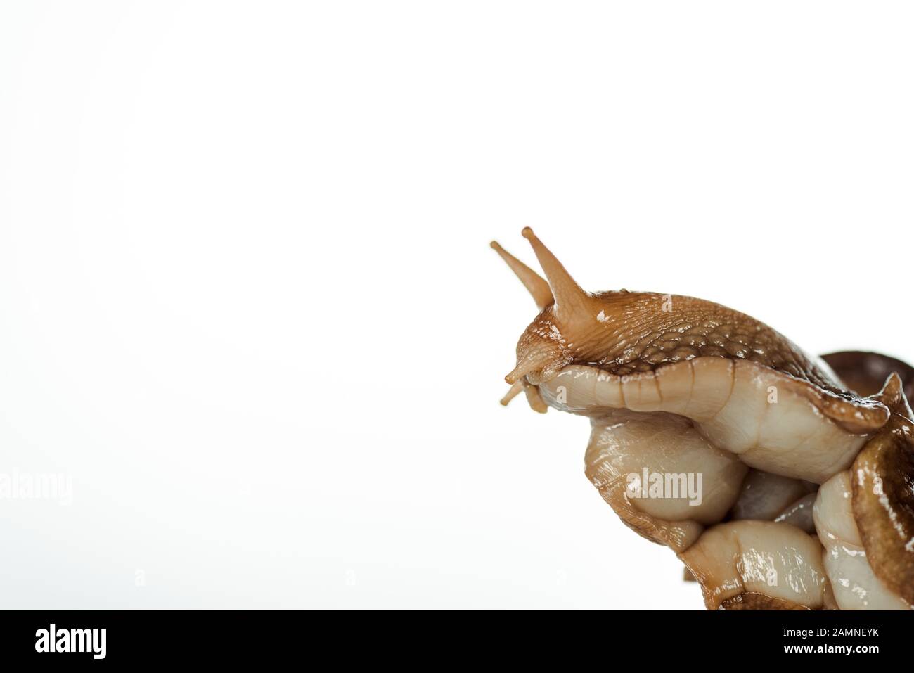 Slimy head hi-res stock photography and images - Alamy