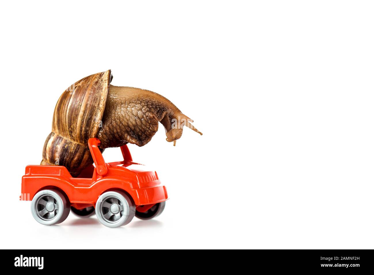 slimy brown snail on red toy car isolated on white Stock Photo - Alamy