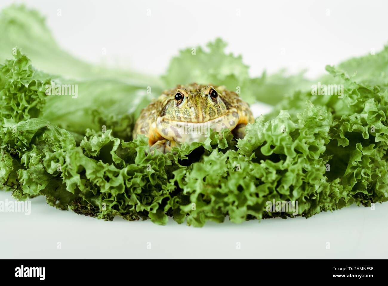 close up view of cute green frog on lettuce leaves isolated on white ...