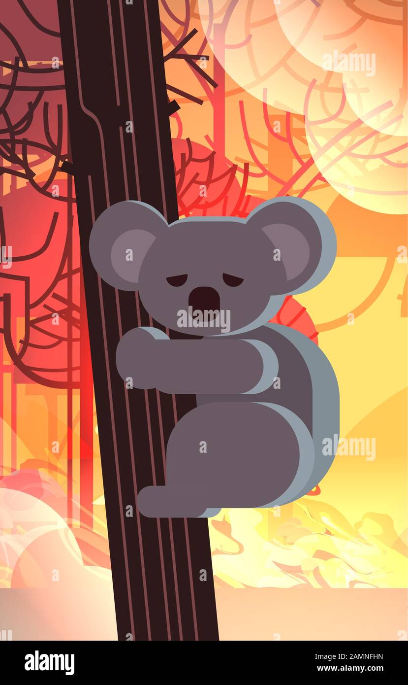endangered koala bear on tree animals dying in wildfire bush fire ...