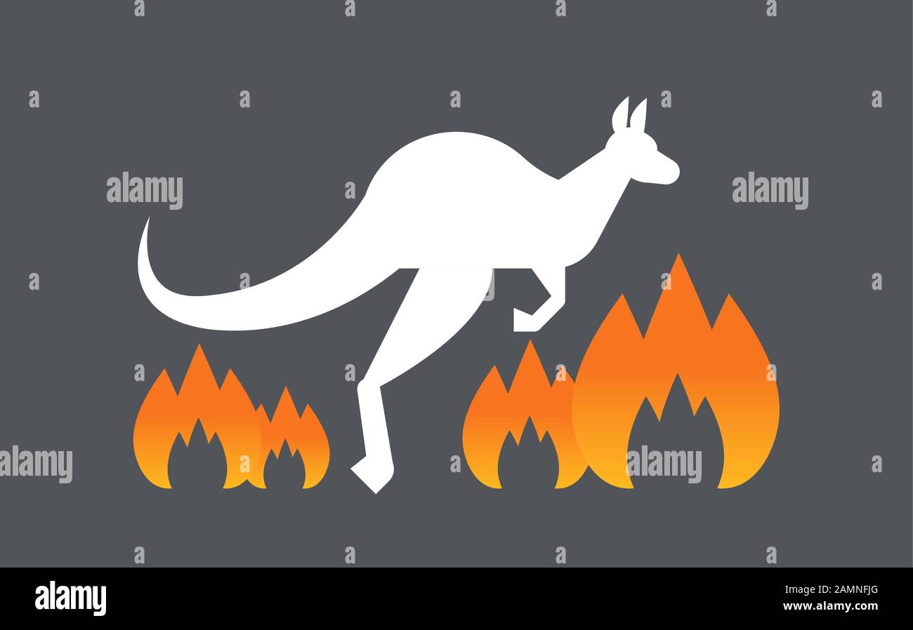 kangaroo running escaping from forest wild fires in australia animals ...