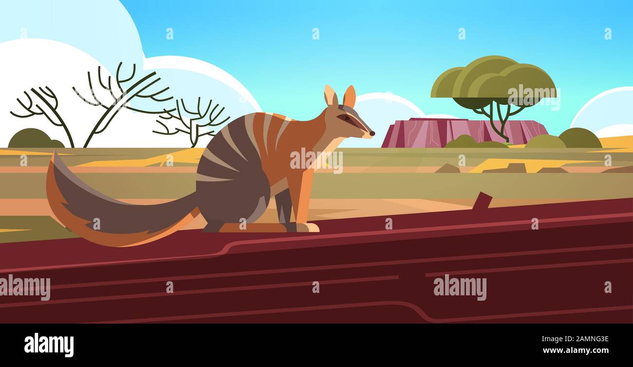 numbat enjoying the sun in australia desert australian wild animal ...